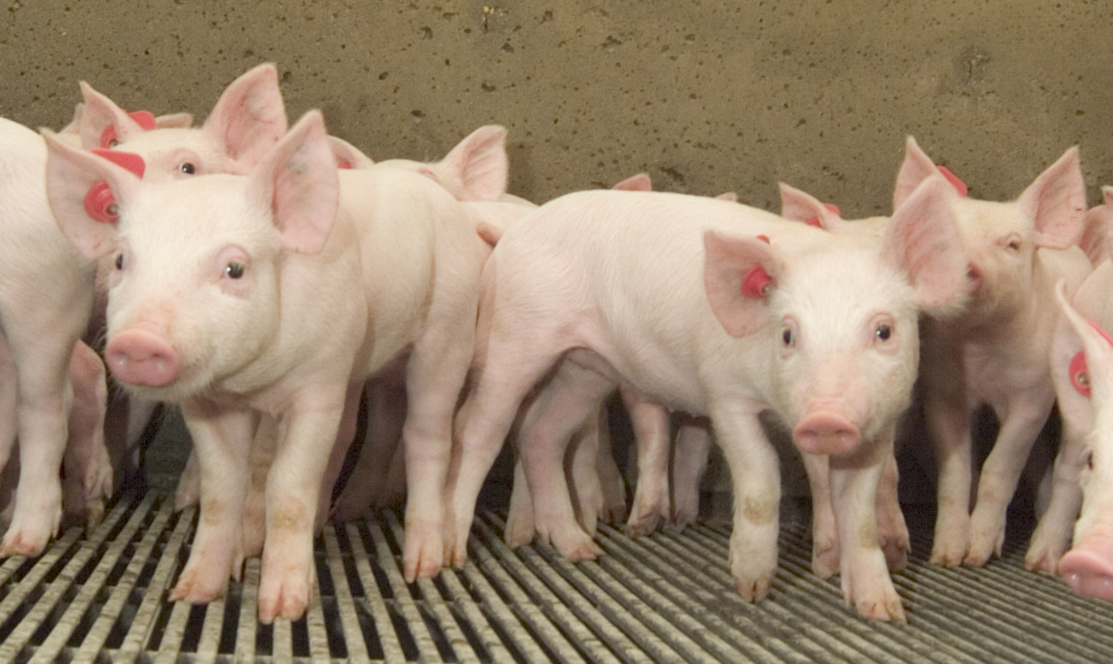 Cost Benefits of Biosecurity for Pork