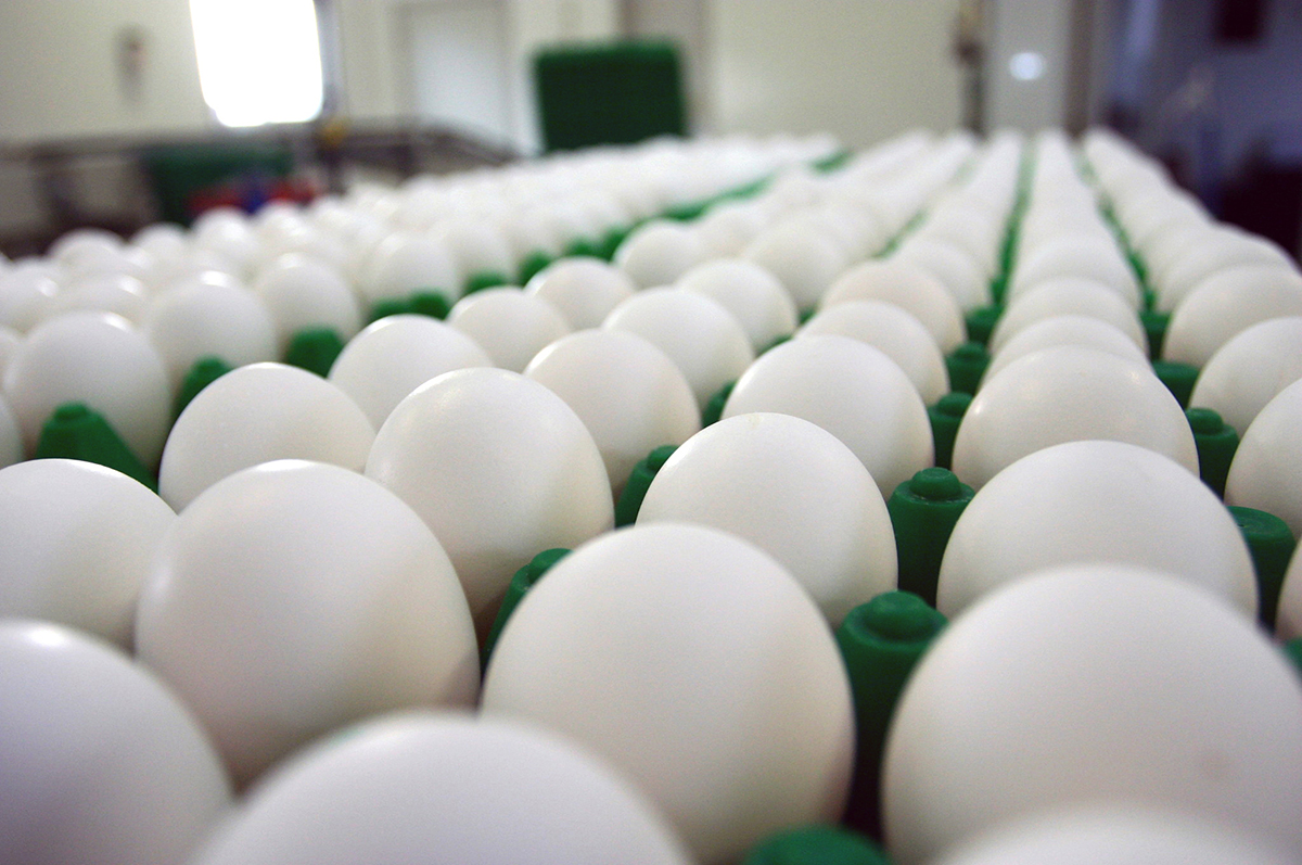 The Value of Compartmentalization for Poultry