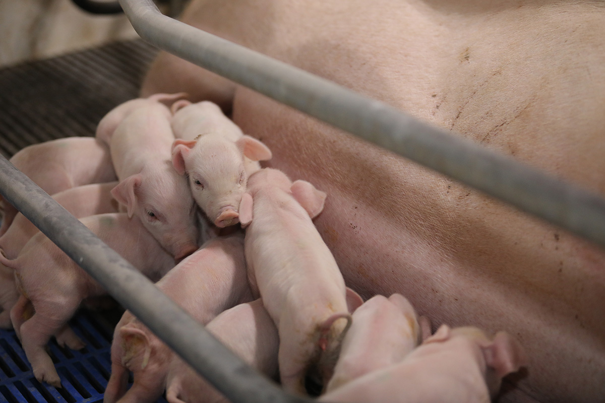 The devastating cost of PRRS The devastating cost of PRRS